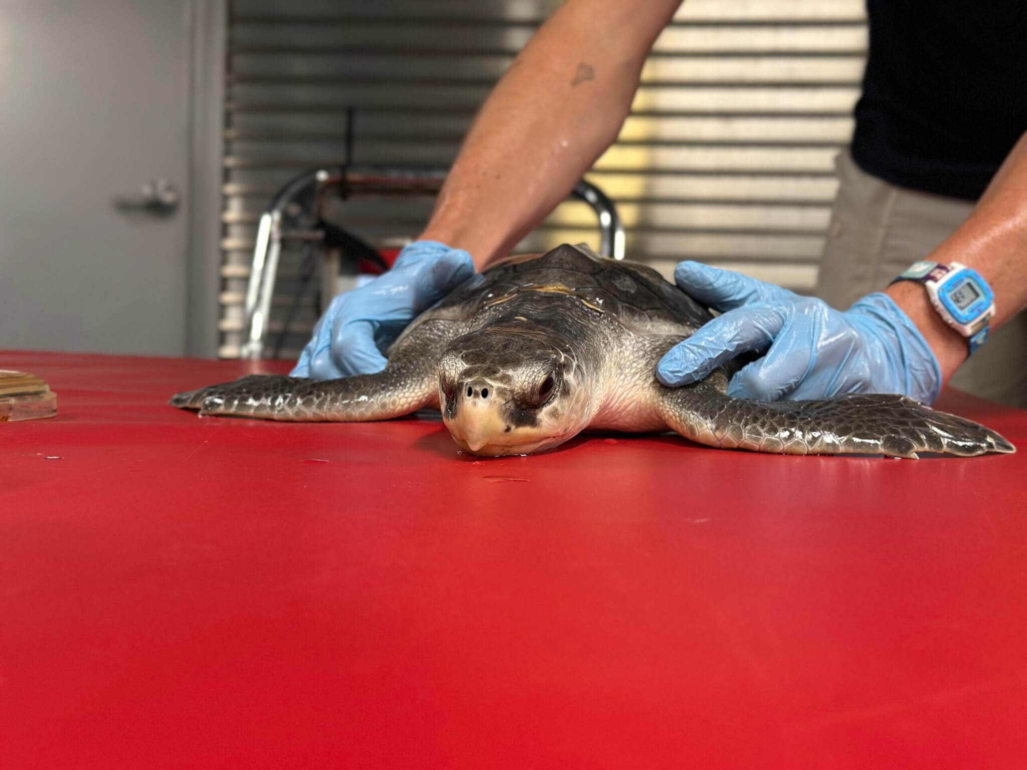 Meet MoJo the Sea Turtle - Charleston Coffee Roasters